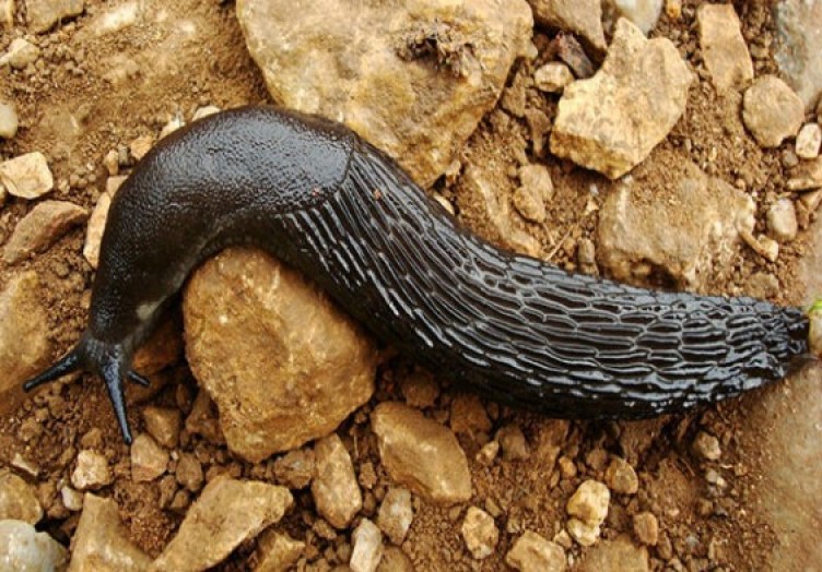 Tembel hayvanlar: Dünyada en yavaş hareket eden hayvanlar hangileridir?