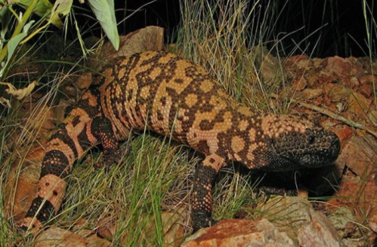 Tembel hayvanlar: Dünyada en yavaş hareket eden hayvanlar hangileridir?