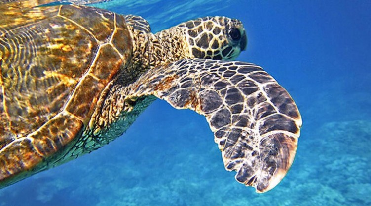 Tembel hayvanlar: Dünyada en yavaş hareket eden hayvanlar hangileridir?