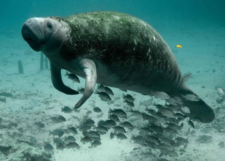 Tembel hayvanlar: Dünyada en yavaş hareket eden hayvanlar hangileridir?