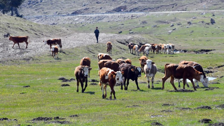 Bahar geldi, hayvanlar meralara kavuştu